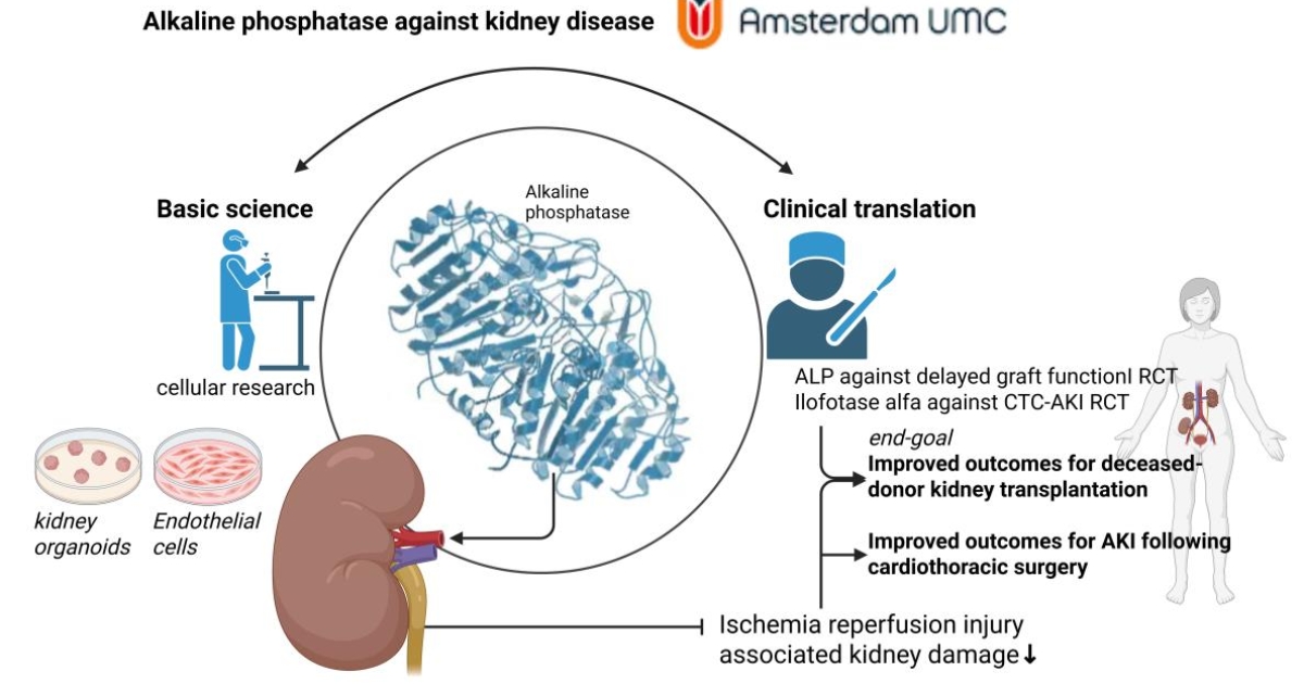 Alkaline Phosphatase: giving Kidneys a Better Start | Health~Holland