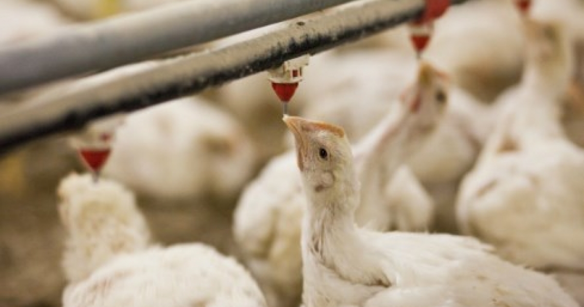 Use of NK cells to stimulate the chicken immune system for better ...